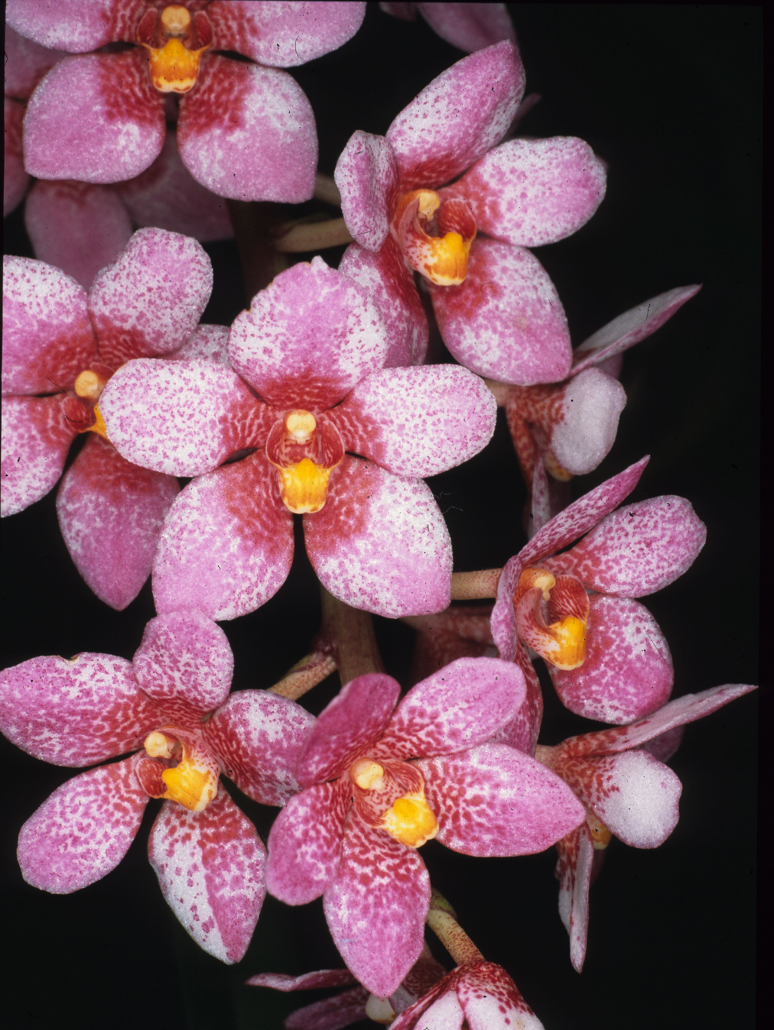 Ira Butler Trophy – Ira Butler Trophy