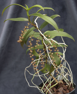 Ira Butler Trophy – Ira Butler Trophy