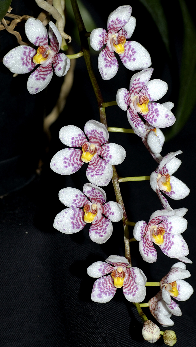 RDFitzgerald Trophy – Ira Butler Trophy