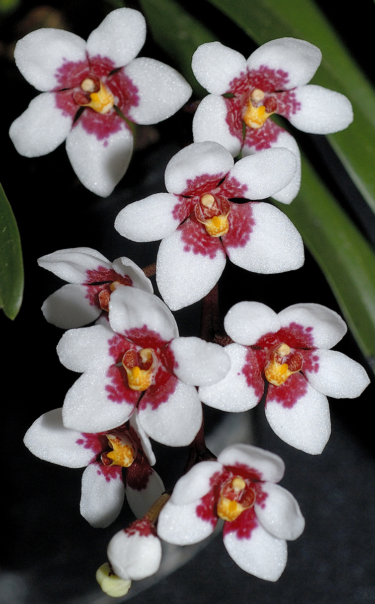 RDFitzgerald Trophy – Ira Butler Trophy