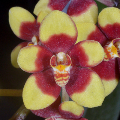 Ira Butler Trophy – Ira Butler Trophy