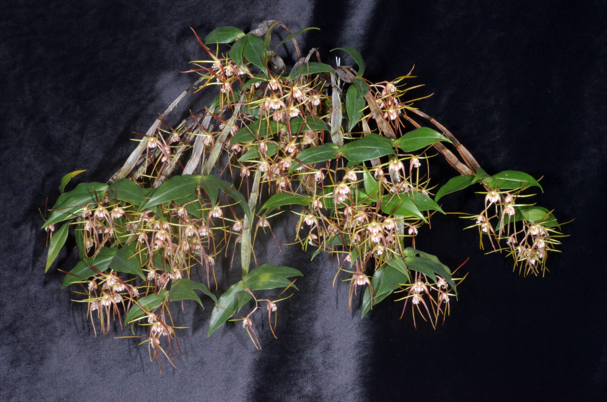 Bill Murdoch Trophy – Ira Butler Trophy