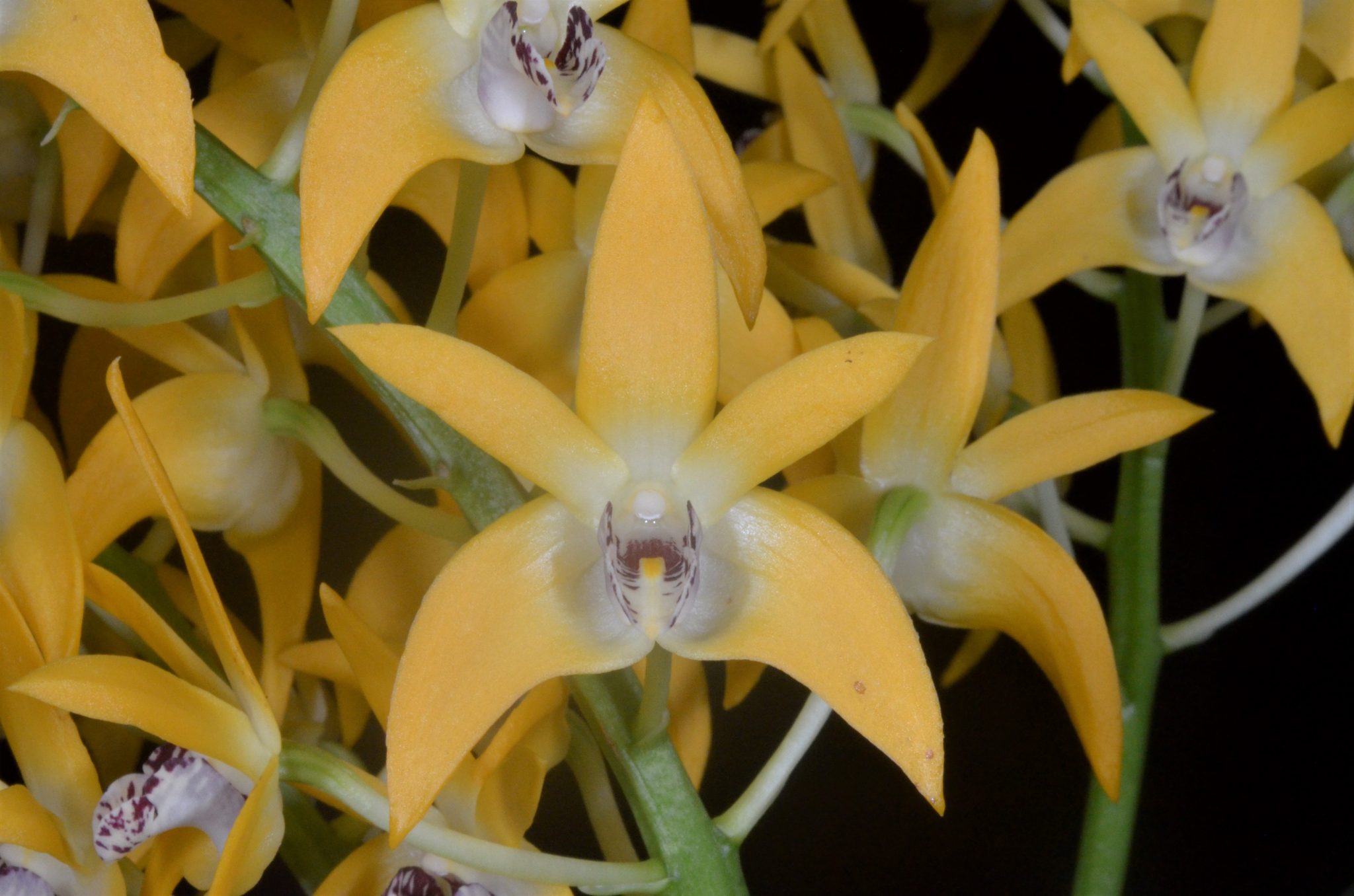 Ira Butler Trophy – Ira Butler Trophy