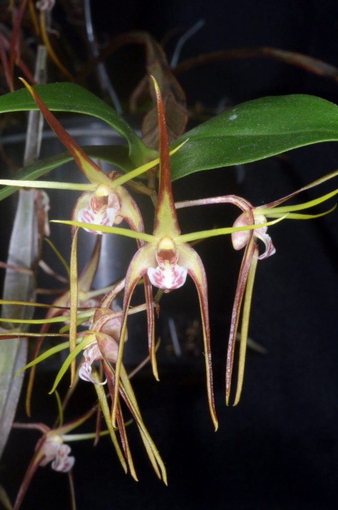 Bill Murdoch Trophy – Ira Butler Trophy