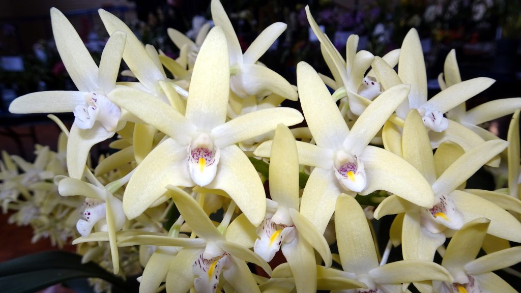 Ira Butler Trophy – Ira Butler Trophy